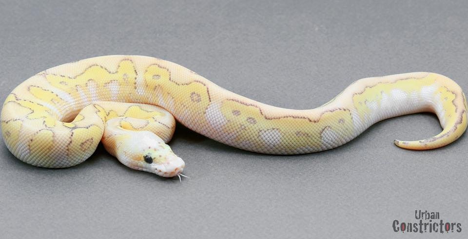 Pastel Lesser GHI Yellow Belly Fire Clown Ball Python by Urban ...