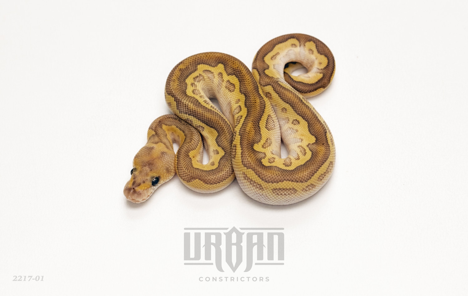 Cypress Leopard Lesser Clown 50% Het Hypo Ball Python by Urban ...