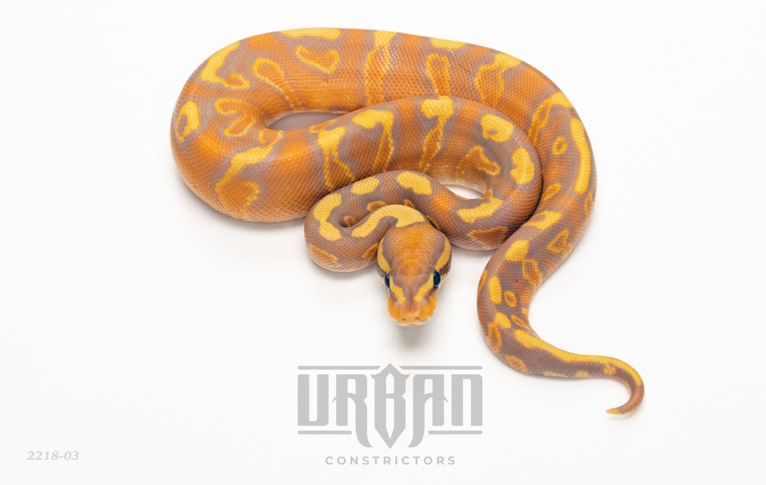 Banana GHI Yellow Belly Orange Dream Het Clown 50% Het Pied Ball Python ...