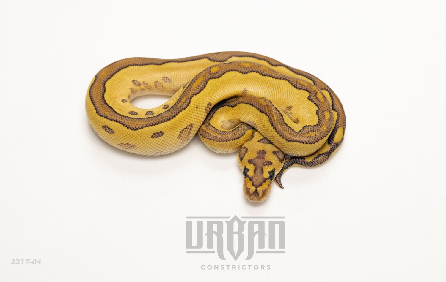 Lesser Leopard Clown 50% Het Hypo Ball Python by Urban Constrictors ...