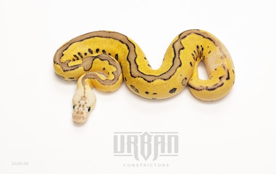 Firefly Leopard Clown (Poss Redstripe) 50% Het Pied Ball Python by ...