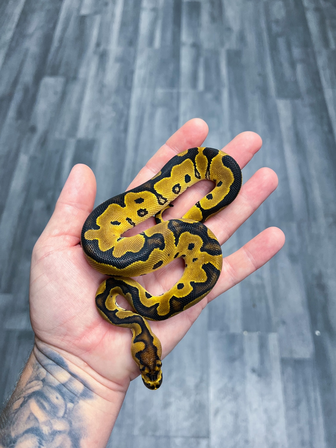 Enchi Clown 66% Het Hypo Ball Python by Urban Constrictors - MorphMarket