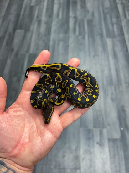 Stranger Mahogany GHI Leopard Het Clown Ball Python by Urban Constrictors