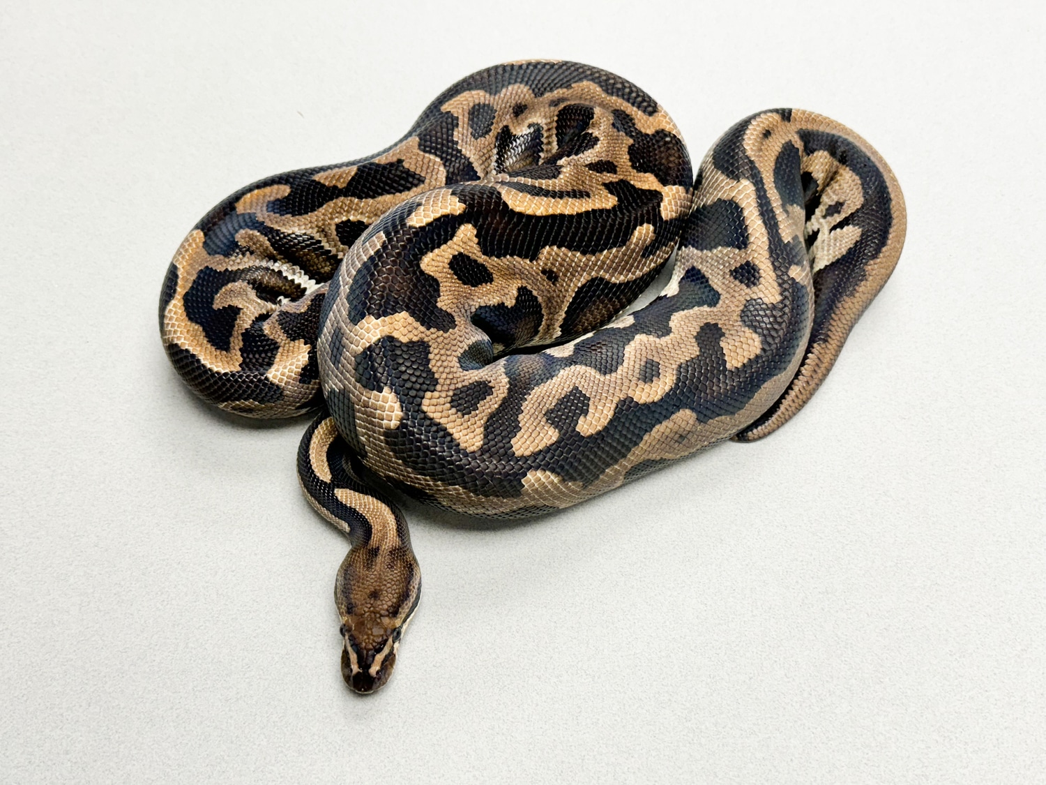 Leopard Het Clown Het Pied Ball Python by Urban Constrictors - MorphMarket