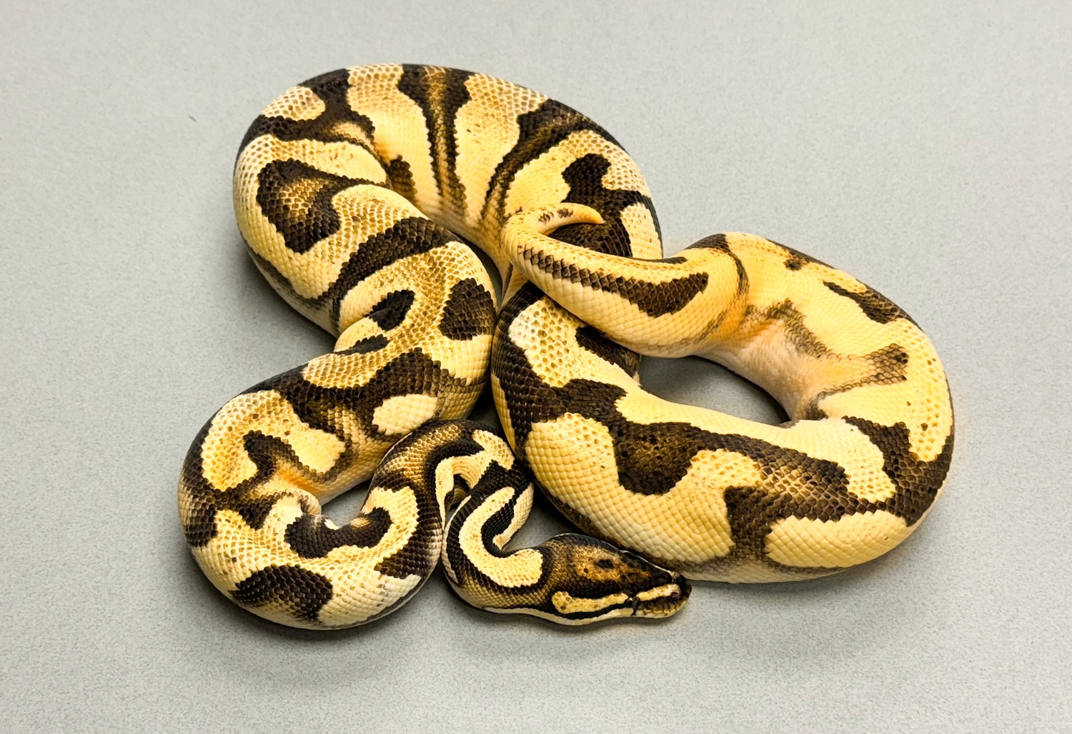 Super Orange Dream Yellow Belly Disco Poss Calico Ball Python by Urban ...