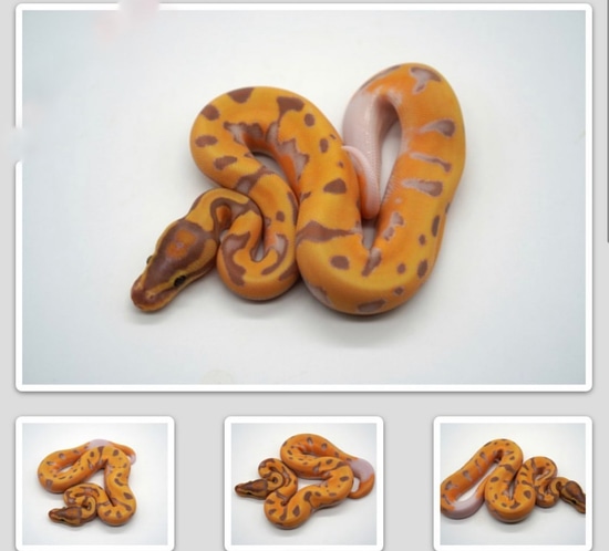 Super Orange Dream Banana Yellow Belly Leopard Pied Ball Python by ...