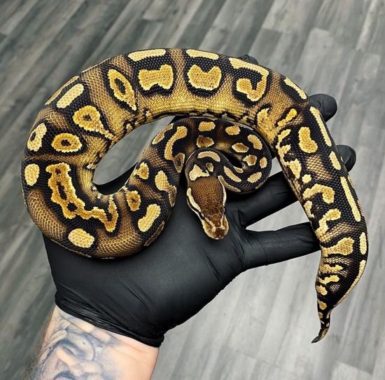 Cinnamon Calico Vanilla Het Clown Ball Python by Urban Constrictors