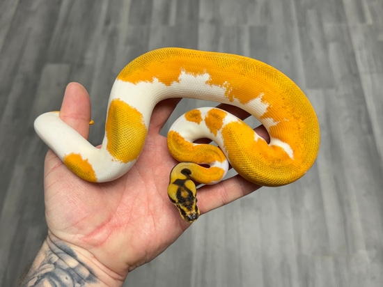 Super Hi OD Super Enchi Leopard Pied 66% Het Hypo 50% Het Ultramel Ball Python by Urban Constrictors