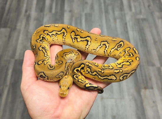 Hurricane Black Pastel/Cinnamon Yellow Belly Calico Orange Dream Clown ...