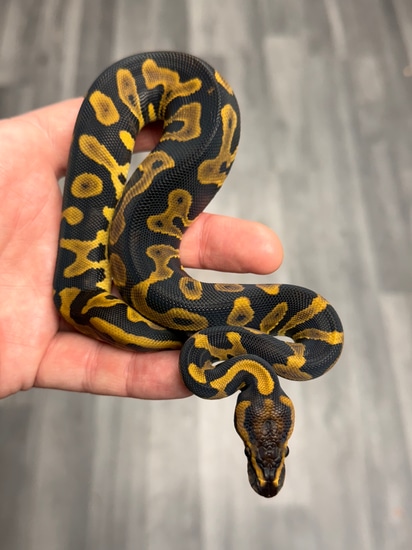 Chocolate GHI Leopard Poss Orange Dream Yellowbelly Het Clown Poss Het ...