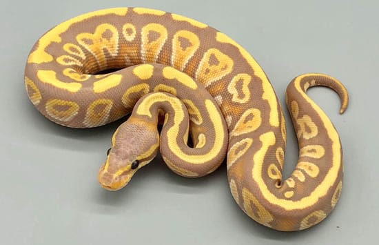Phantom Banana Yellowbelly Het Pied Ball Python by Urban Albino