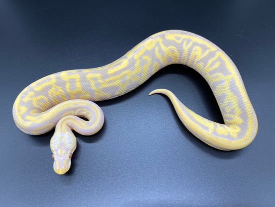 Pastel Leopard Candino Ball Python by Urban Albino