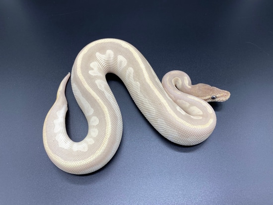 Leopard Crystal Ball Python by Urban Albino