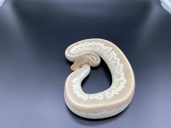 Leopard Crystal Ball Python by Urban Albino