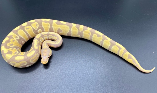 Candy 100% Het Pied Ball Python by Urban Albino