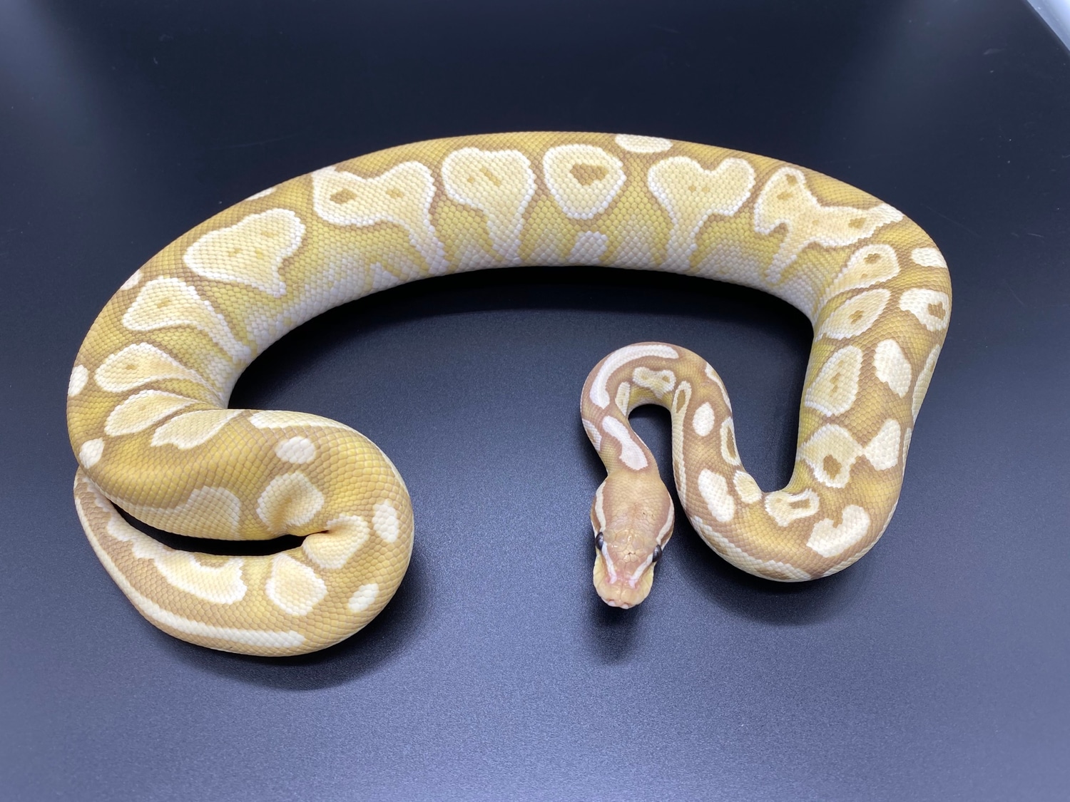 Lesser Banana Ball Python by Urban Albino - MorphMarket