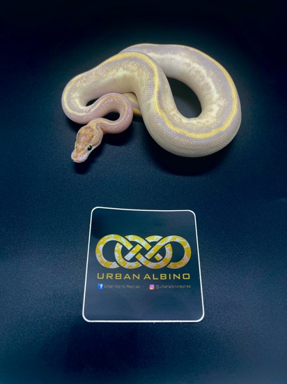Leopard Ivory Ball Python by Urban Albino