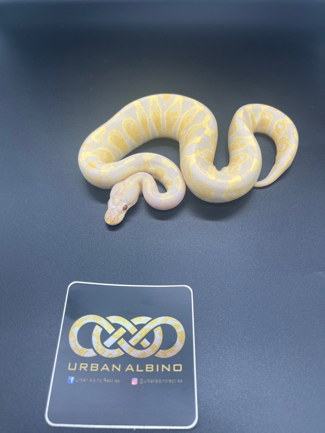 GHI Candino Ball Python by Urban Albino - MorphMarket