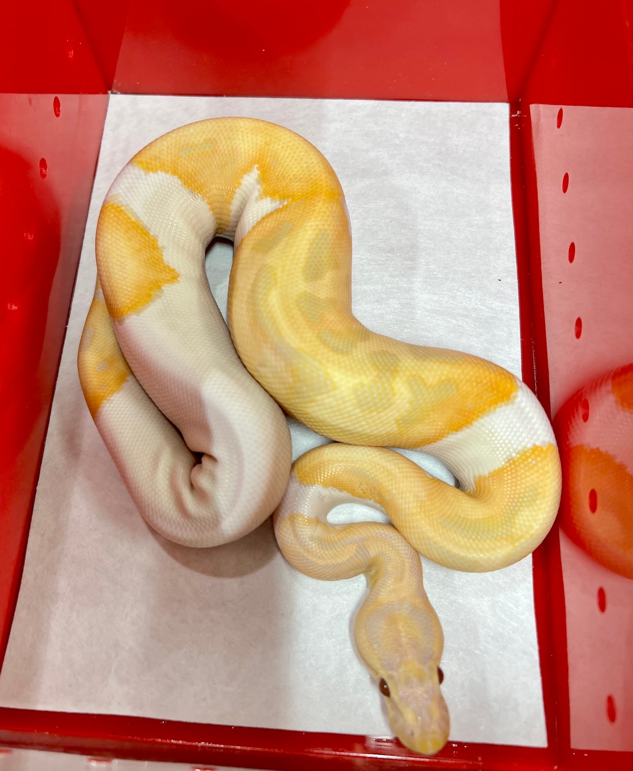 Candino Pied Ball Python by Urban Albino - MorphMarket