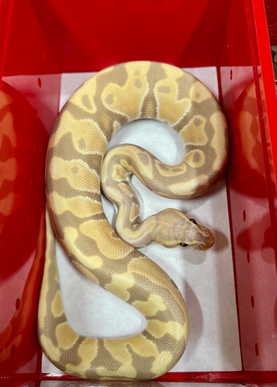 Candy 100% Het Tri-Stripe Ball Python by Urban Albino