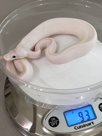 BEL. Super Mojave Ball Python by Urban Croc Hunter