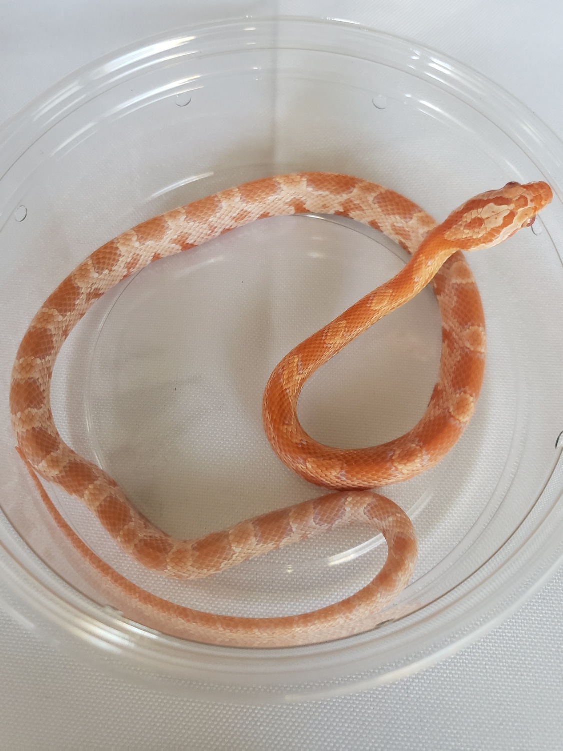 Albino Kastanie Mandarin Corn Snake by Urbancrochunter - MorphMarket