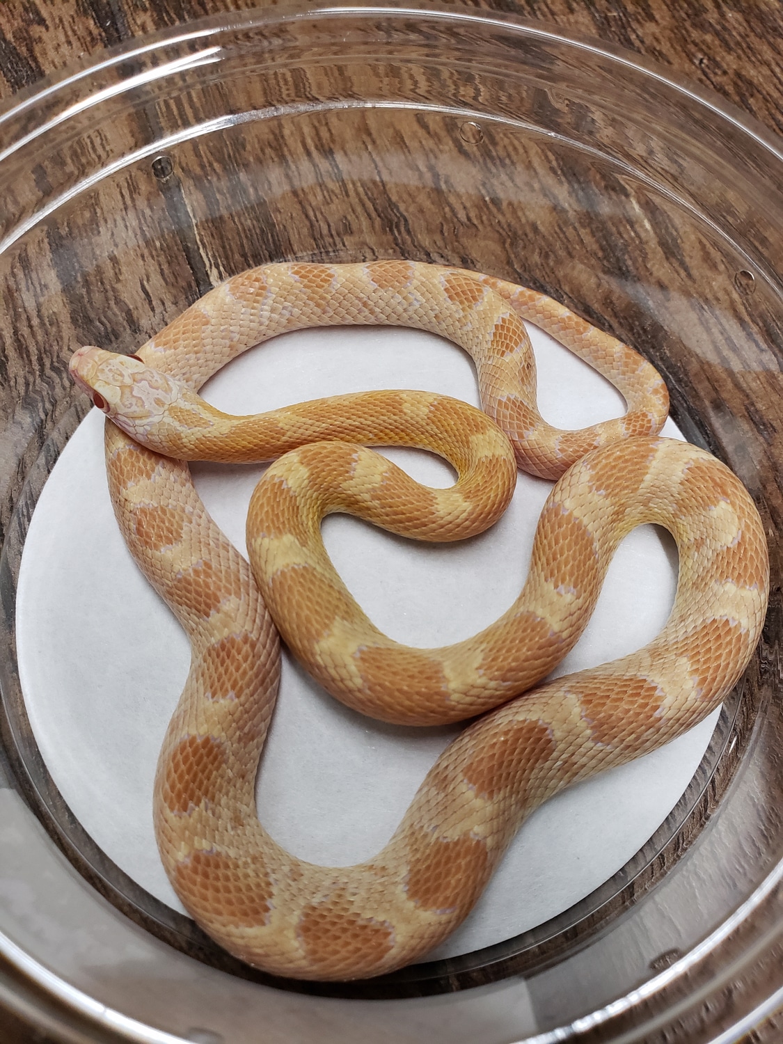 Saffron Bloodred Corn Snake by Urbancrochunter - MorphMarket