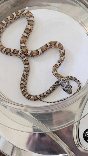 Miami Honey Zombie Head Corn Snake by Urban Croc Hunter