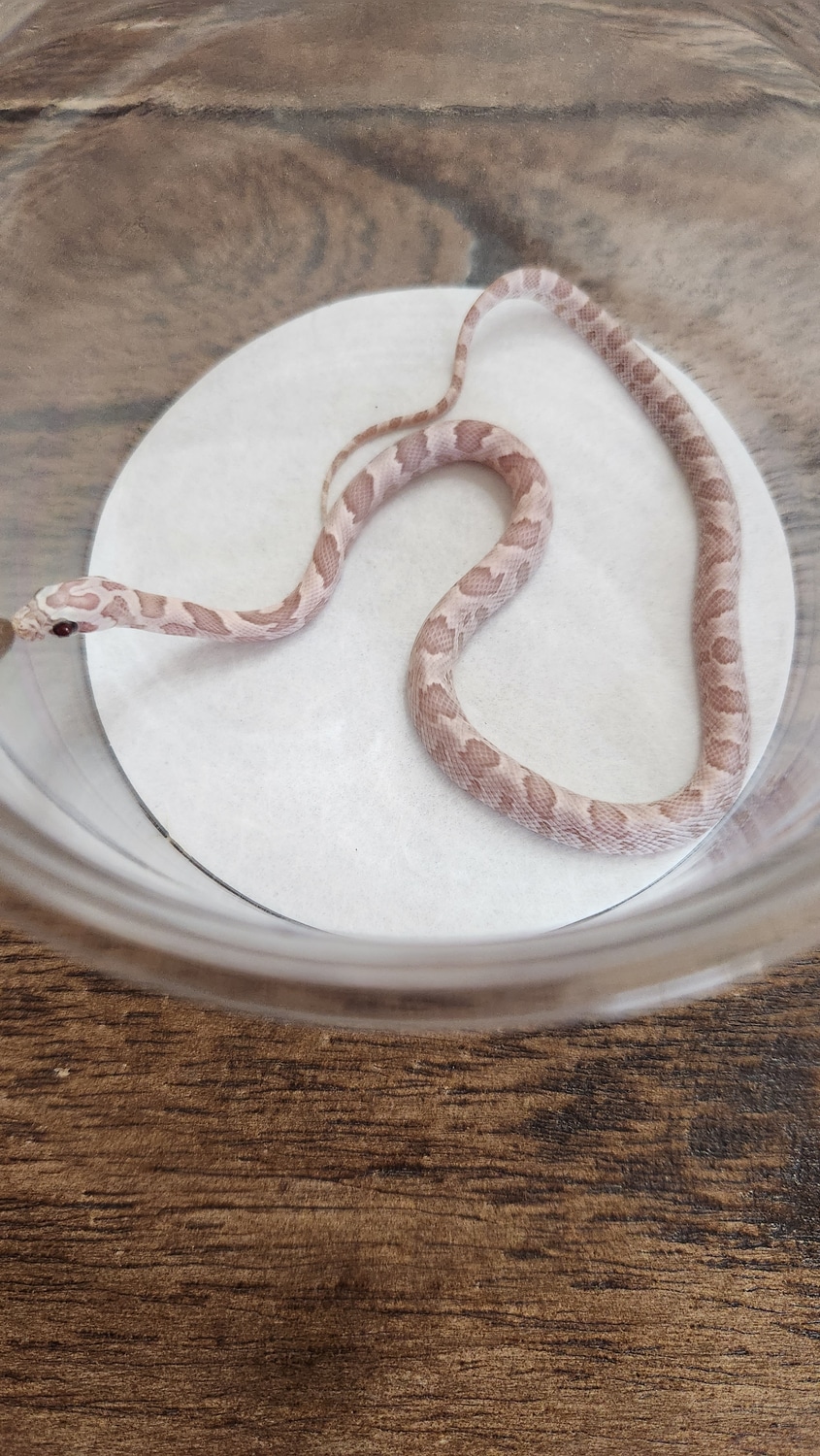 Salmon Sunkissed Ghost Corn Snake by Urban Croc Hunter - MorphMarket