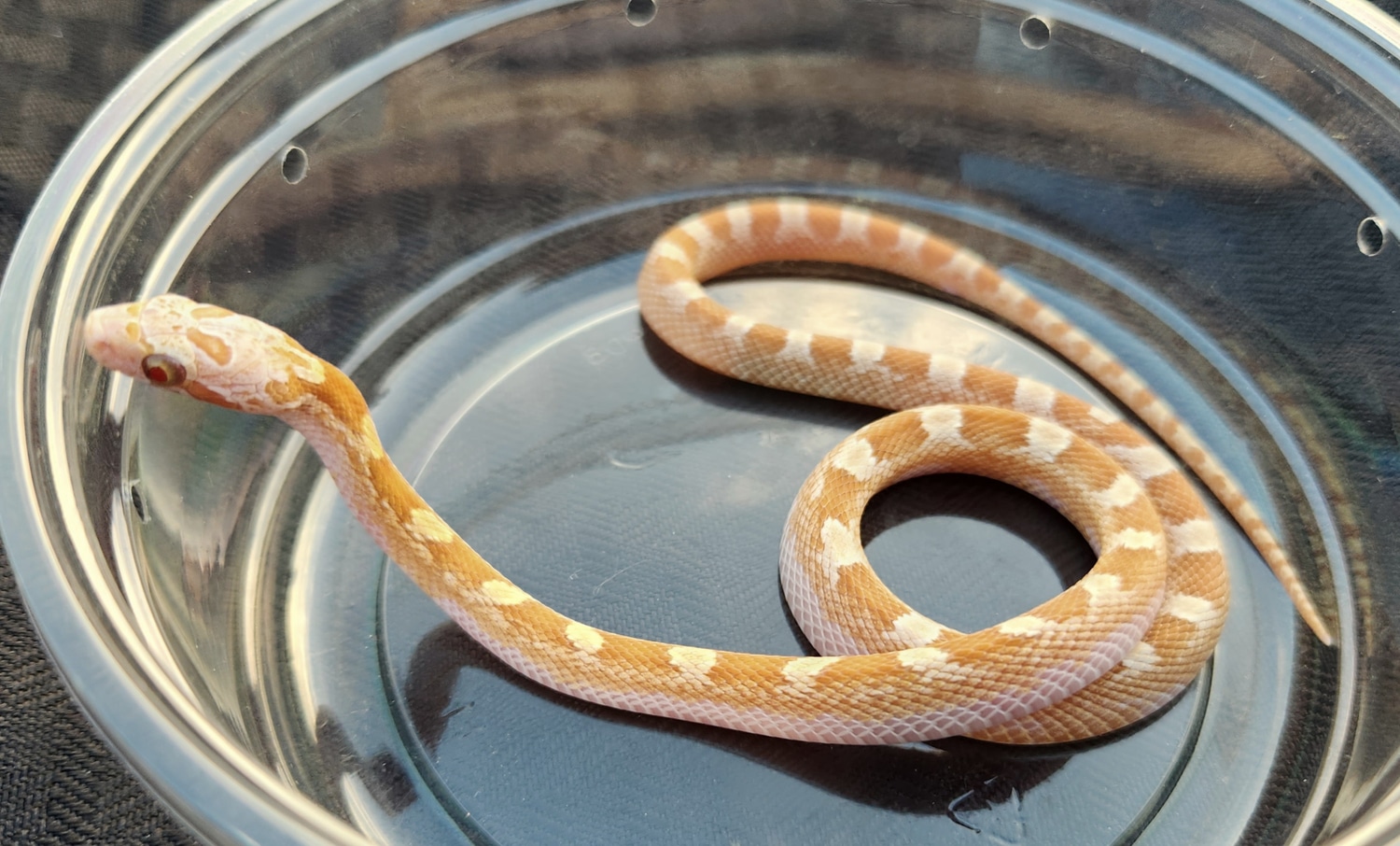 Pied-Sided Golddust Bloodred Corn Snake by Urban Croc Hunter - MorphMarket