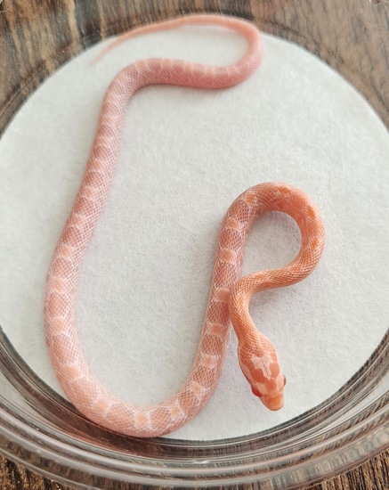 SUPER Salmon Snow Corn Snake by Urban Croc Hunter