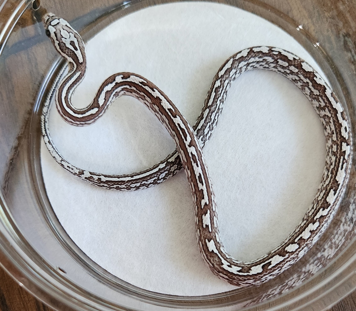 Miami Anery Tessera Corn Snake by Urban Croc Hunter - MorphMarket