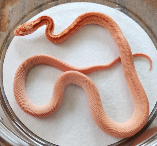 Albino Stripe Vanishing Pattern Corn Snake by Urban Croc Hunter