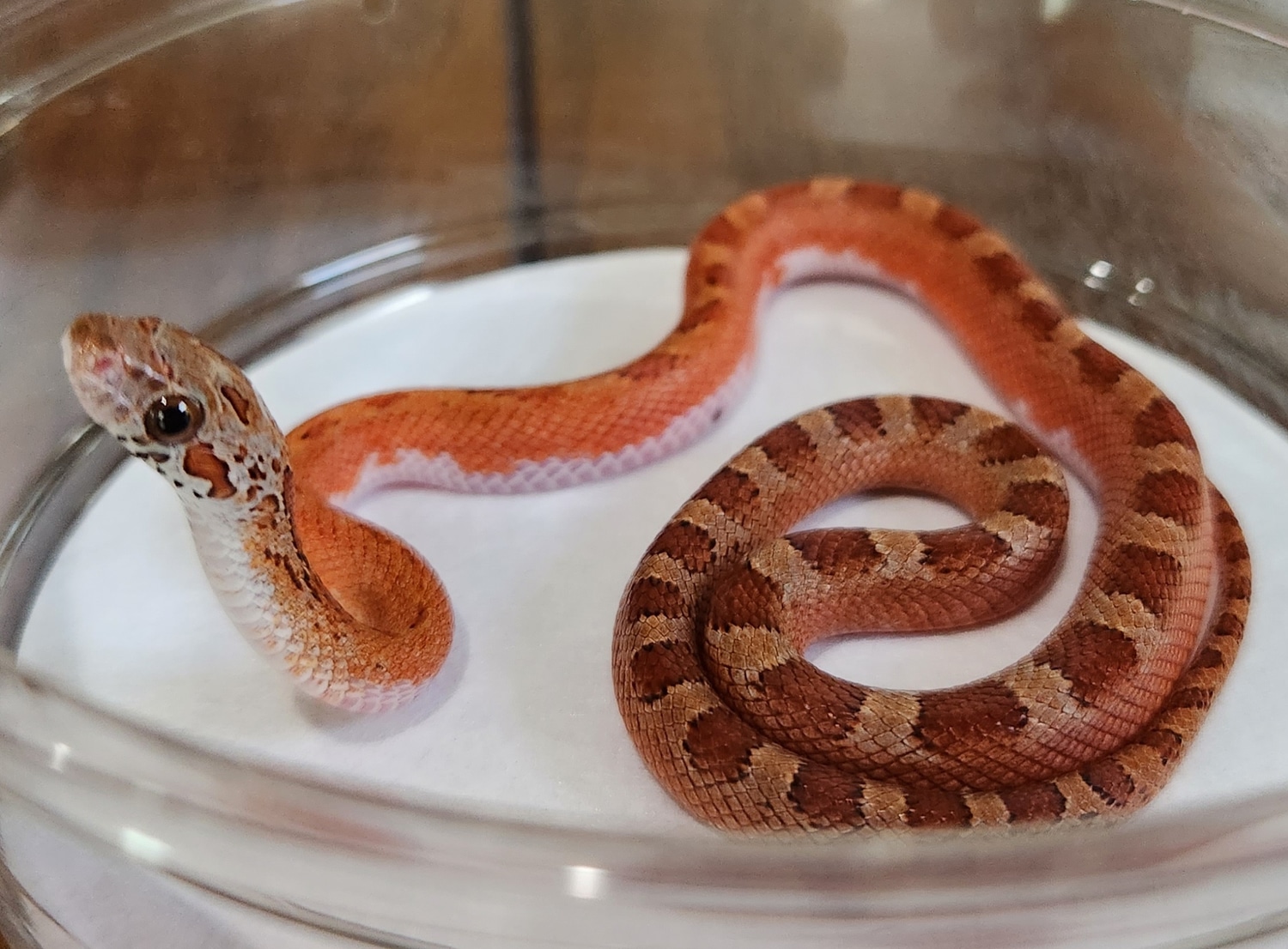 Pied-Sided Bloodred Corn Snake by Urban Croc Hunter - MorphMarket