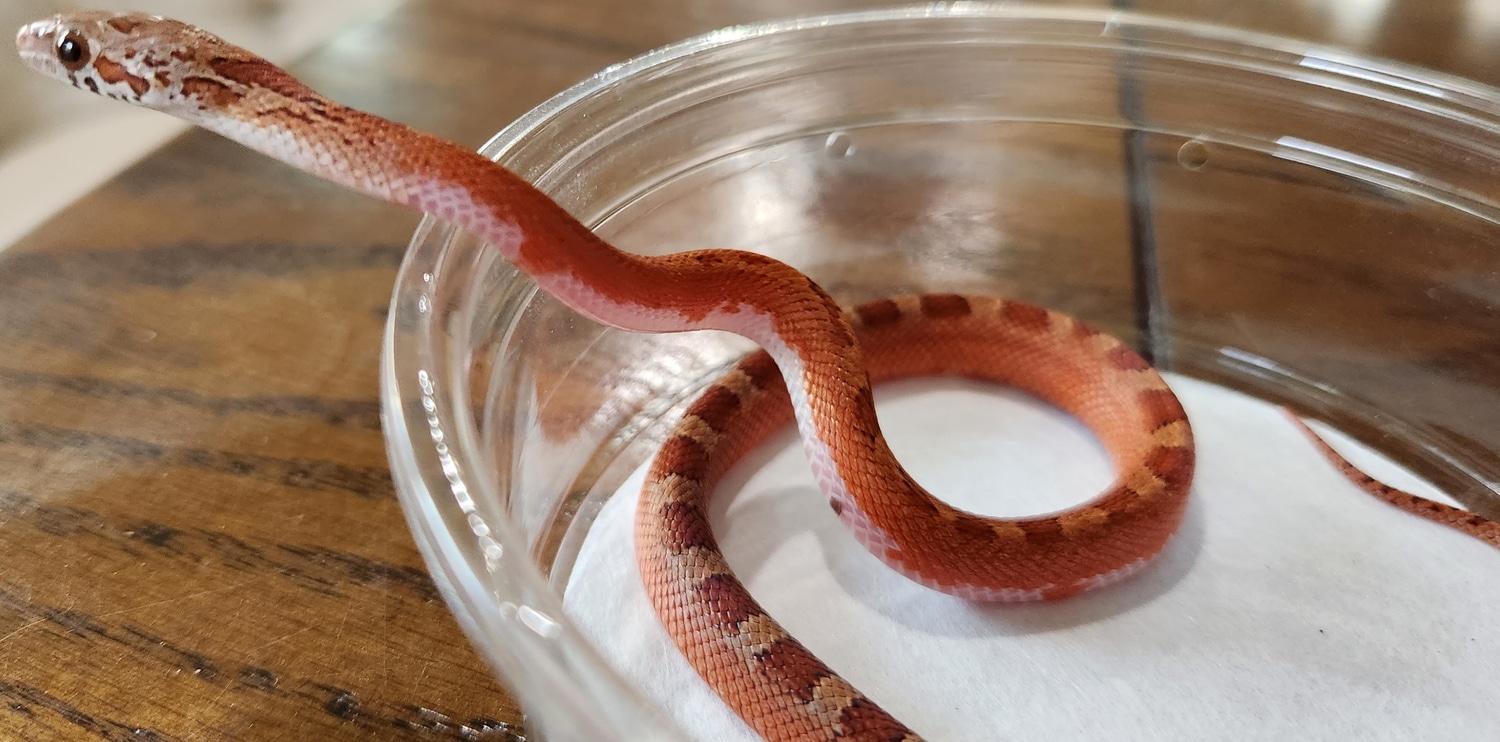 Pied-Sided Bloodred Corn Snake by Urban Croc Hunter - MorphMarket