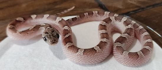 Pied-Sided Pewter Corn Snake by Urban Croc Hunter