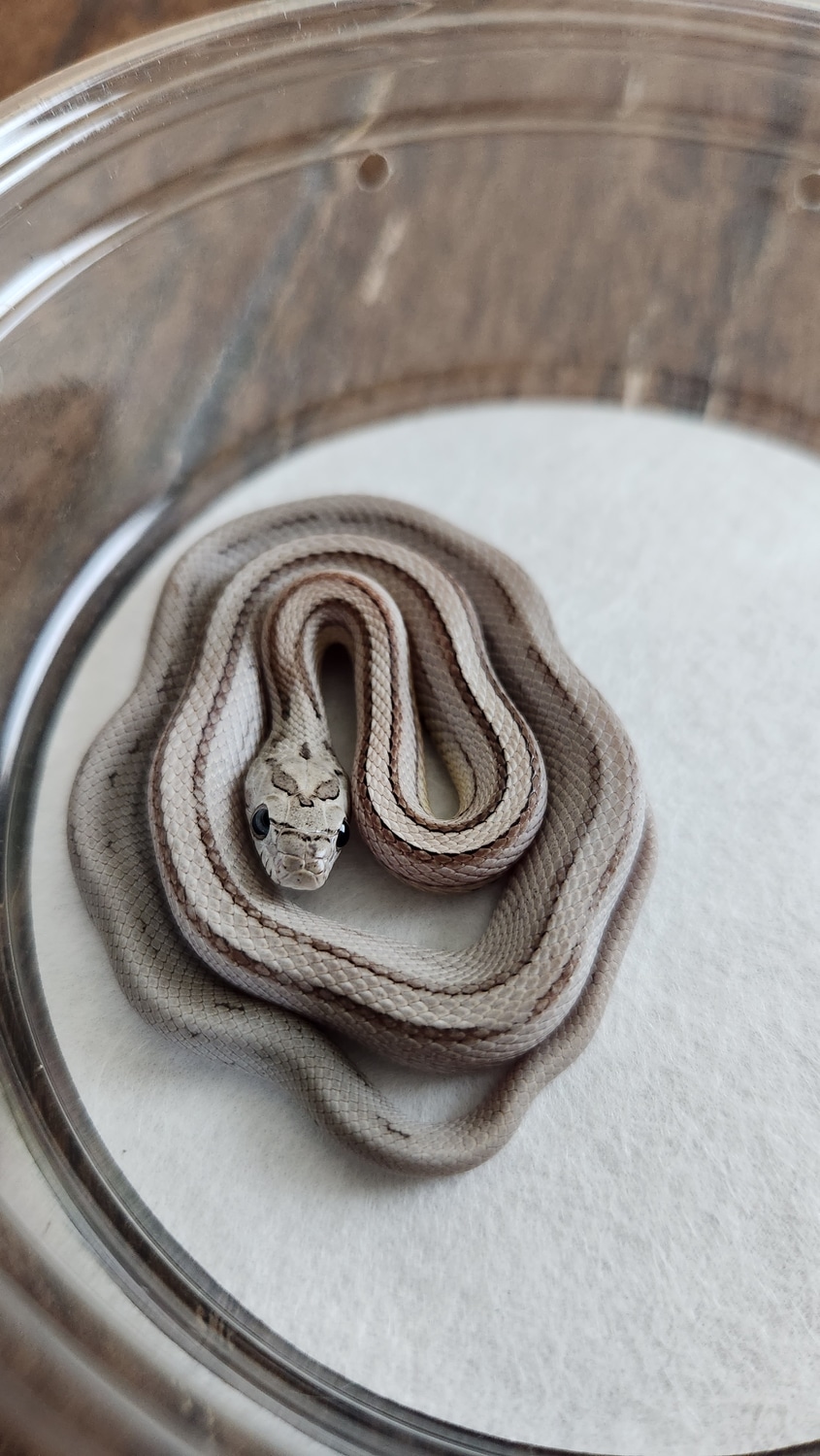 Dilute Anery Stripe Corn Snake by Urban Croc Hunter - MorphMarket