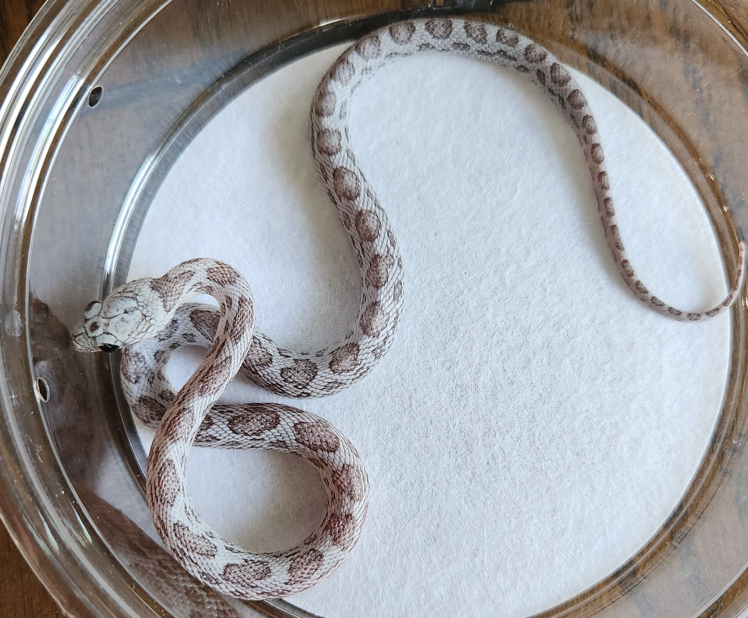 Miami Zombie-Head Hypo Shatter Corn Snake by Urban Croc Hunter ...