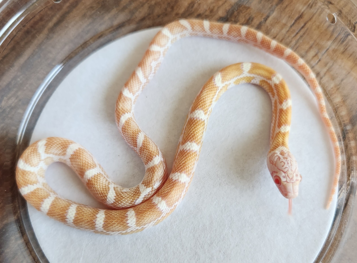 Zombie-Head Miami Saffron Corn Snake by Urban Croc Hunter - MorphMarket