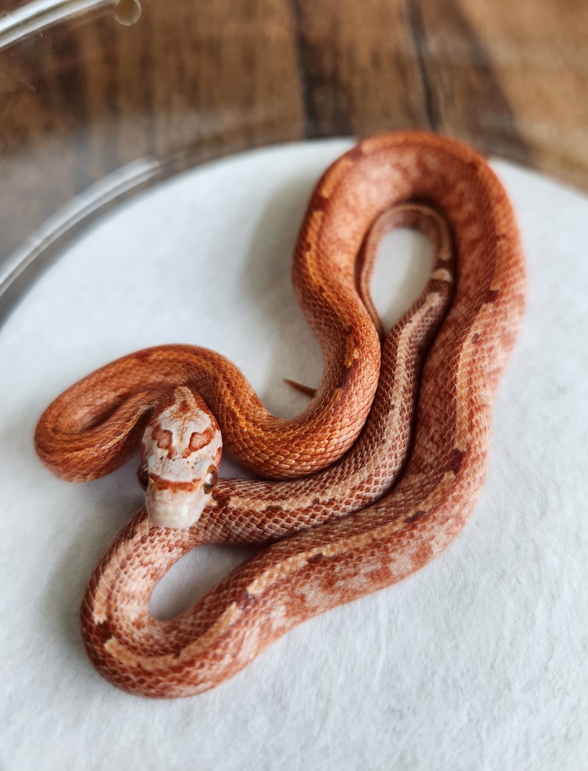Ultramel Red Factor Tessera Corn Snake by Urban Croc Hunter - MorphMarket