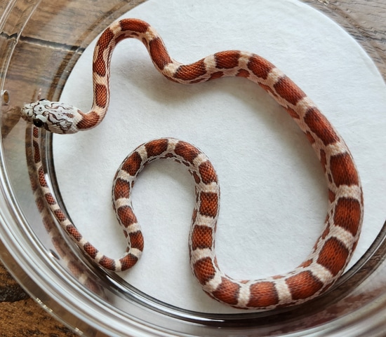 Zombie-Head Miami Hypo Sunkissed Corn Snake by Urban Croc Hunter