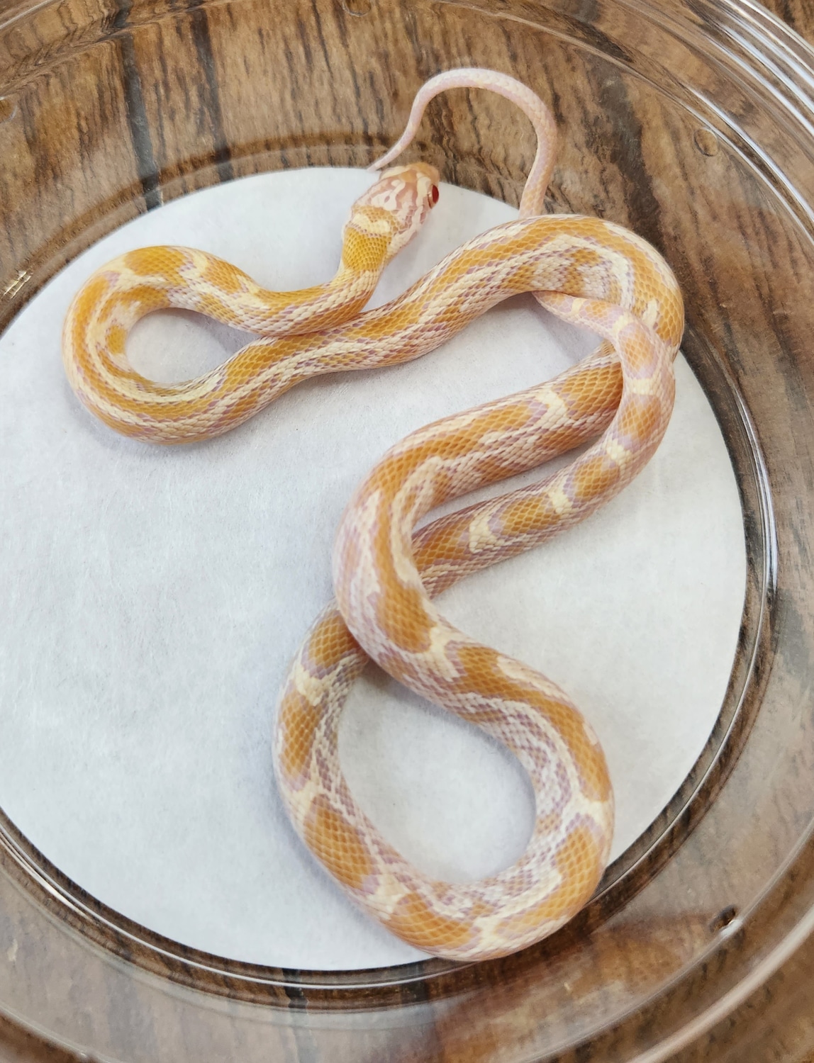 Miami Saffron Tessera Corn Snake by Urban Croc Hunter - MorphMarket