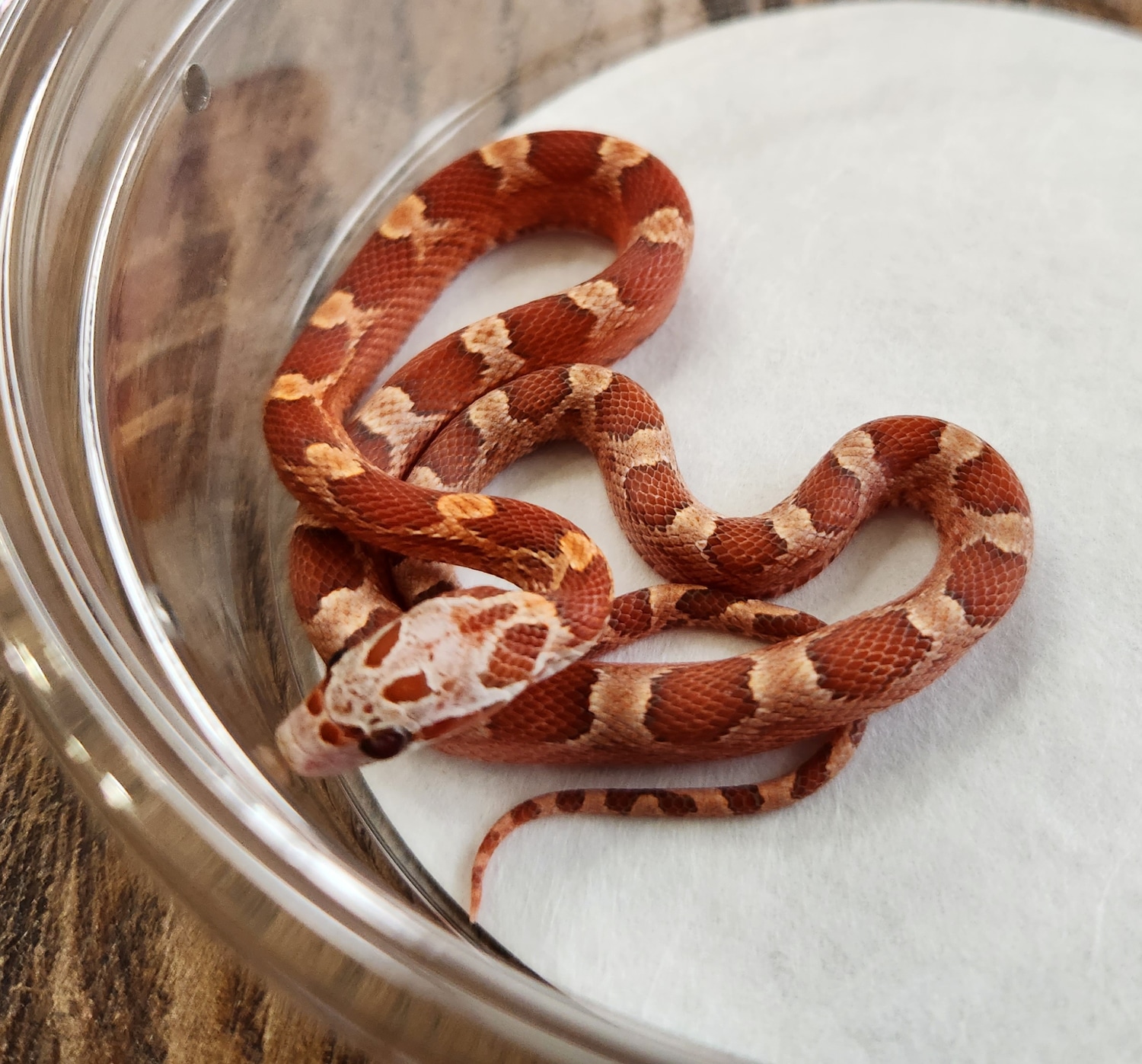 Ultramel Cayenne Bloodred Low Expression Pied Corn Snake by Urban Croc ...