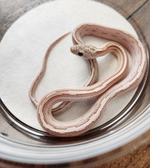 Dilute Motley/ Stripe Hypo Anery Corn Snake by Urban Croc Hunter