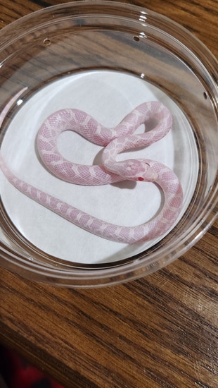 Snow Emory Other Rat Snake by Urban Croc Hunter