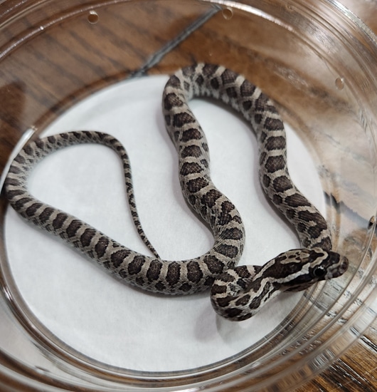 Axanthic Emory Other Rat Snake by Urban Croc Hunter