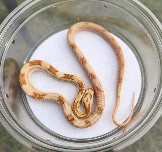 Butter Cube Stripe Corn Snake by Urban Croc Hunter
