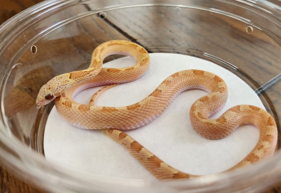 Pied-Sided Topaz Bloodred Corn Snake by Urban Croc Hunter