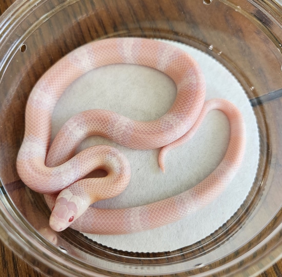 Pearl Honduran Milk Snake by Urban Croc Hunter
