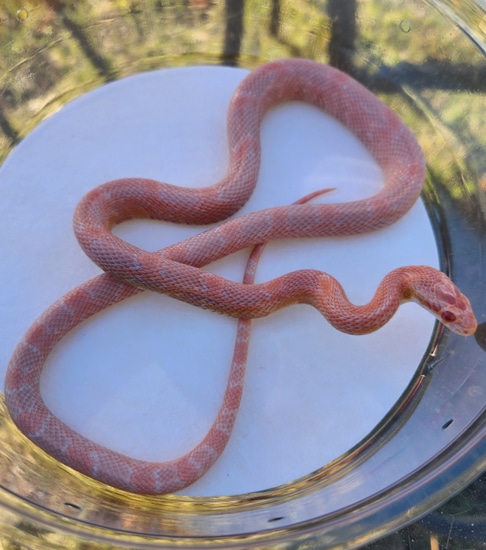 Super Salmon Snow Corn Snake by Urban Croc Hunter